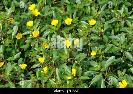 LUDWIGIA GRANDIFLORA THE INVASIVE WATER PRIMROSE THREATENING UK SHOWN ...