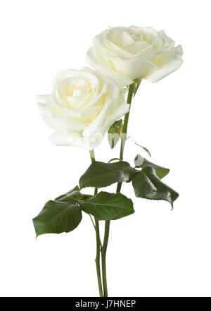 Top view of two white roses with petals on pink background. Daylight ...