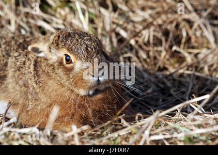 young hare briefly before fleeing Stock Photo - Alamy