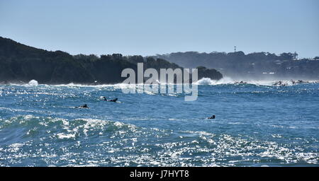 People surfing on Potato Point beach. Surfers sit on surf boards wait ...