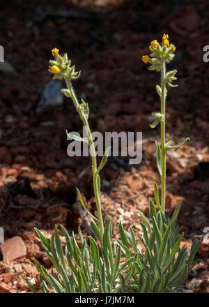 Yellow Cryptanth (Cryptantha flava) growing near Boulder, Utah Stock ...