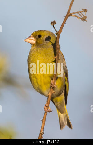 European greenfinch Carduelis chloris, adult male perched on moss ...