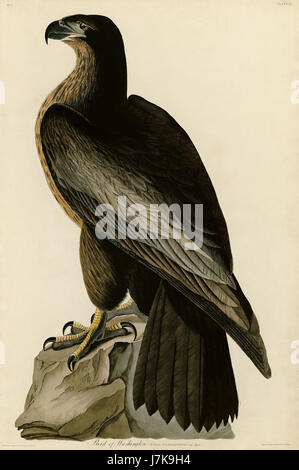 A detailed illustration by John James Audubon from his famed 'The Birds ...