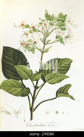 Clerodendrum viscosum Clerodendrum viscosum Stock Photo - Alamy