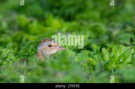 Corncrake at Totranald on The Isle of Coll Scotland Stock Photo - Alamy