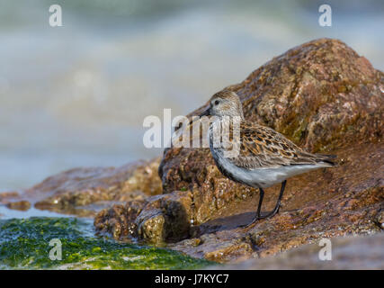 A solitary Dunlin on the Beach at Feall Bay Isle of Coll Scotland Stock ...