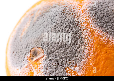 Closeup of musty orange with gray mold. Moldiness Stock Photo - Alamy