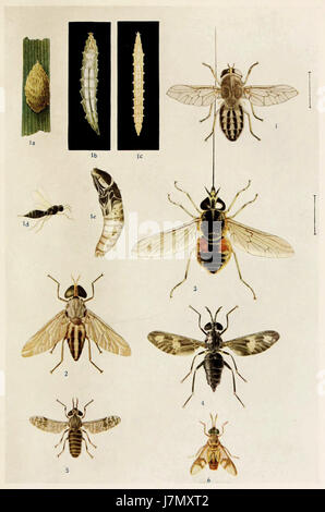 This work explores the natural history of insects, specifically ...