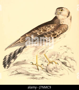 Black Harrier (Circus maurus Stock Photo - Alamy