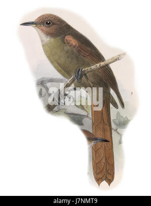 The red-faced spinetail (Cranioleuca erythrops) is a species of bird in ...