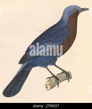 Cochoa azurea 1838 Stock Photo - Alamy