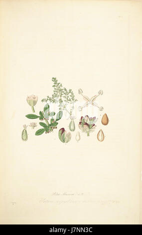 4 Pilea muscosa - John Lindley - Collectanea botanica (1821 Stock Photo ...