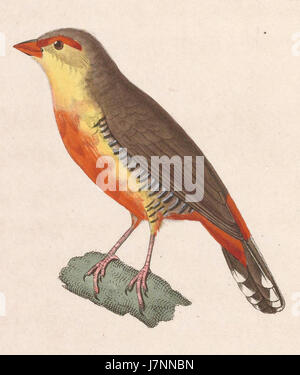 Amandava subflava subflava 1838 Stock Photo - Alamy