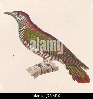Shining Bronze Cuckoo - Chrysococcyx lucidus - species family Cuculidae ...