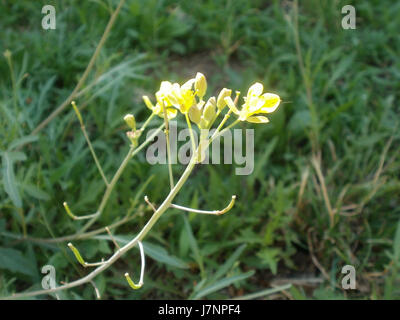 *Wilde Rauke* (Wild Rocket) is a herbaceous plant featured in this 2012 ...