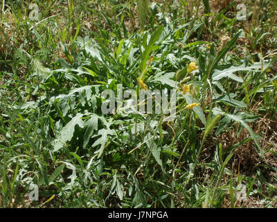 A photograph of 'Wilde Rauke' (Wild Rocket) taken in Neulussheim on ...