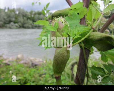 Angelica sylvestris, also known as wild angelica, is a plant native to ...