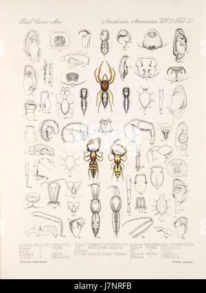 This is an illustration from 'Arachnida Araneidea Vol 1', Table 36 ...