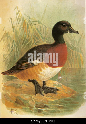 Aythya baeri, known as Baer's pochard, is a species of diving duck ...