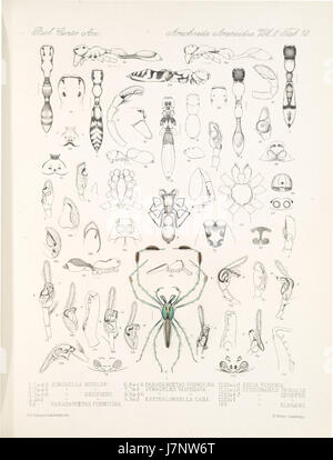 This table from volume 2 of 'Arachnida Araneidea' documents arachnid ...