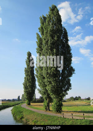This photograph shows poplar trees (Pappeln) in a natural setting, with ...