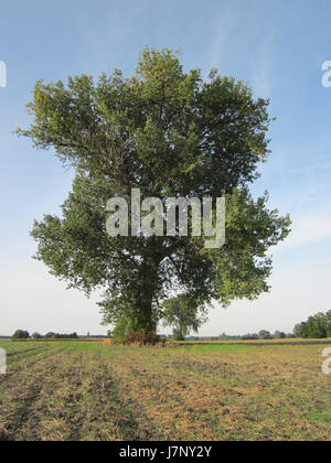 This image depicts a Schwarzpappel (black poplar) tree located in ...