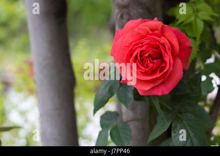 Big red rose close up. Deep Red color. Big beautiful red rose flower ...