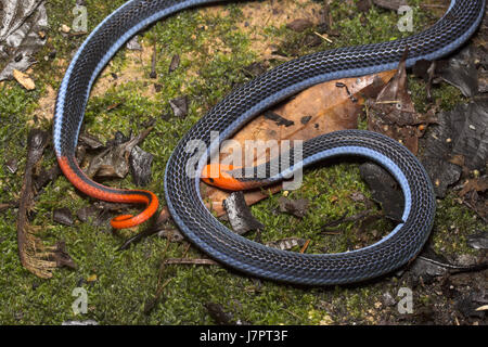 Blue Coral Snake Stock Photo - Alamy