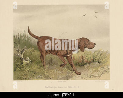 *Deiker Jagdbare Tiere* (Deiker's Huntable Animals) is a publication ...