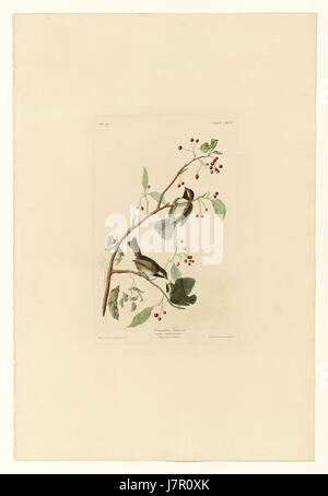 Titmouse bird, small wildlife birds, at park Stock Photo - Alamy