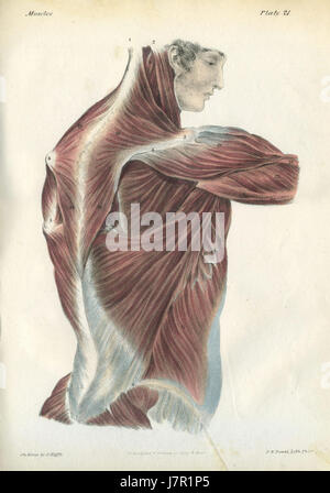 A Series of Anatomical Plates Muscles Plate 21 Stock Photo - Alamy