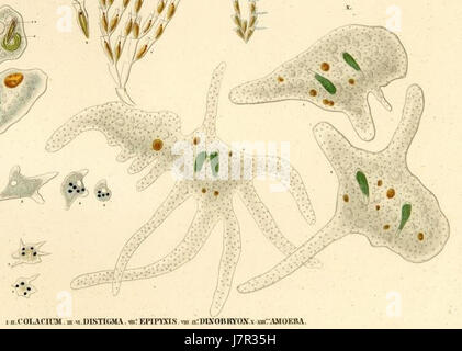 Amoebas from Ehrenberg Stock Photo - Alamy