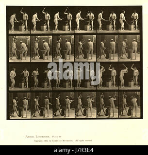 This image from the 'Animal Locomotion' series, created by Eadweard ...