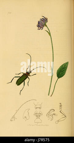 This illustration from 'British Entomology' features detailed ...