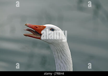 threat geese goose menacing raving furious angry irately to hiss animal ...