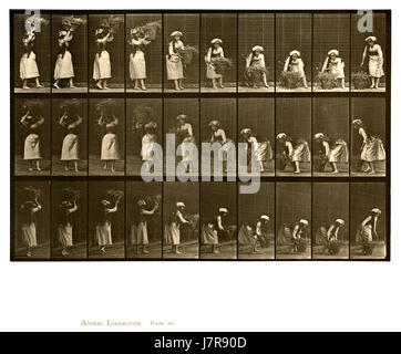Eadweard Muybridge's 'Animal Locomotion, Plate 646' is a historical ...
