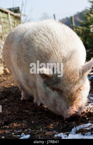 animal nose proboscis domestic pig pig nature farm animal trench bake ...
