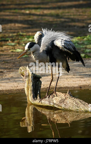 portrait, cooling, heron, bathing, animal, portrait, feathers, cooling ...