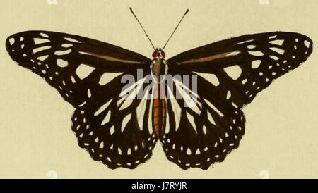Ismare Tiger Butterfly (Danaus ismare Stock Photo - Alamy