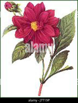 This botanical illustration by Pierre-Joseph Redouté depicts a ...
