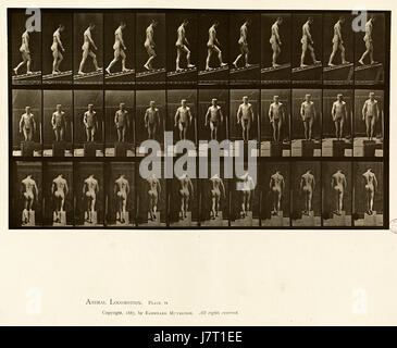 Eadweard Muybridge's 'Animal Locomotion, Plate 646' is a historical ...