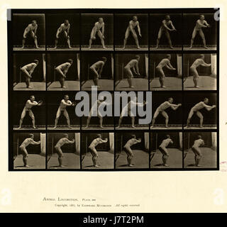 A photographic sequence by Eadweard Muybridge showing a human figure ...
