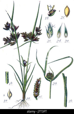 This botanical illustration from 'Deutschlands Flora in Abbildungen' by ...