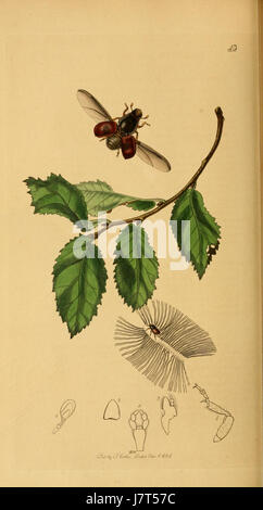 This illustration from 'British Entomology Volume 2' features detailed ...