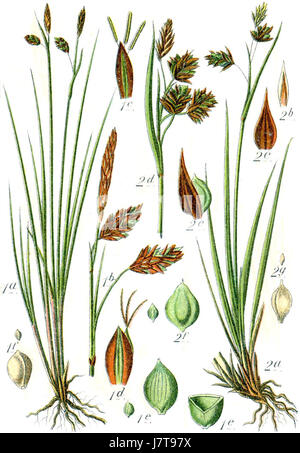 Carex spp. refers to a genus of plants commonly known as sedges. These ...