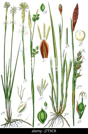 Carex spp Sturm43 Stock Photo - Alamy