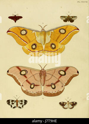 This 18th-century work by Pieter Cramer and Caspar Stoll catalogues ...