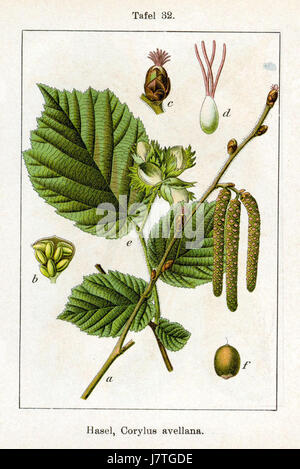Corylus avellana, commonly known as the European hazel, is a deciduous ...