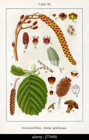 A botanical illustration of Alnus glutinosa (Black Alder) by Jan Kops ...