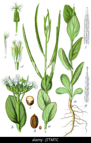 Conringia orientalis Sturm3 Stock Photo - Alamy